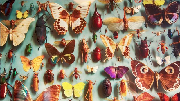 Why are insects dying in such numbers?