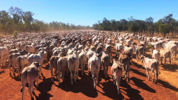 Rural Funds selling two cattle properties in Queensland’s Gulf of ...