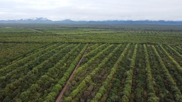Quintis sells sandalwood trees, factory