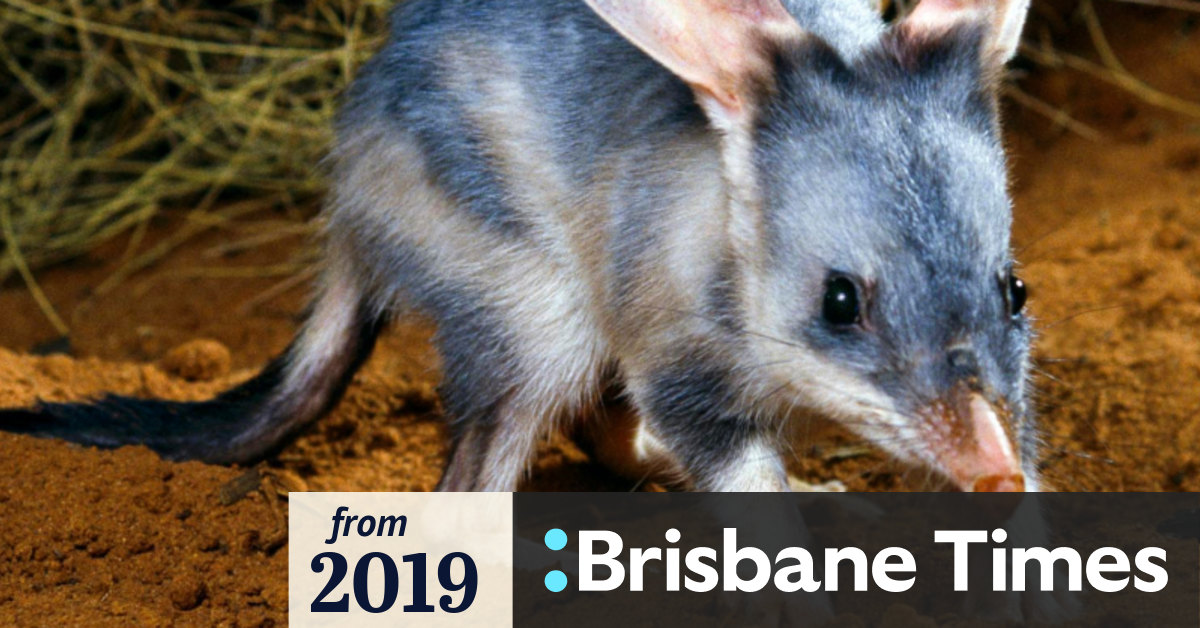 Bilbies hop into their new home just in time for Easter