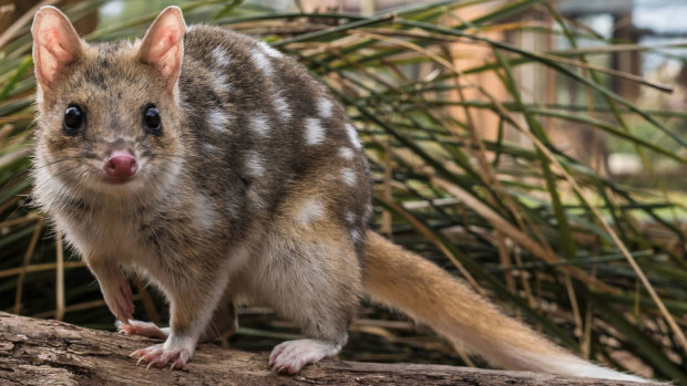 Baby quolls only as big as baked beans, but still hugely significant