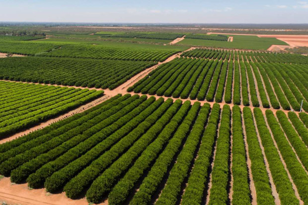 Costa bets on China in Queensland citrus farm deal