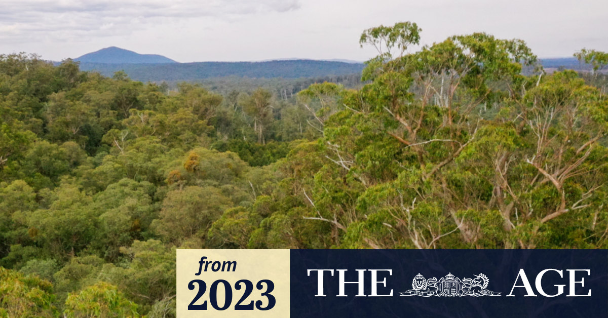 Motorcyclist dies after tree falls on him near Bonang in high country