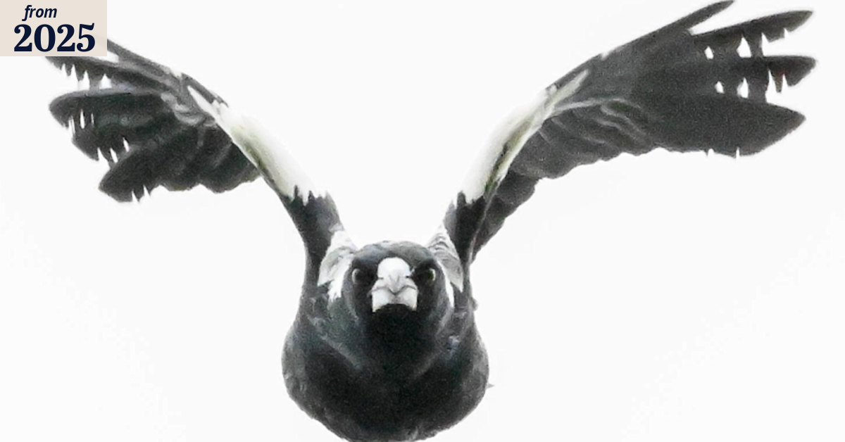 Magpie swooping season: What to do, how to identify and how to avoid as ...