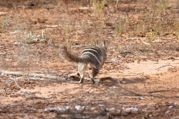 Numbats return to the wild after thought to be extinct for a century