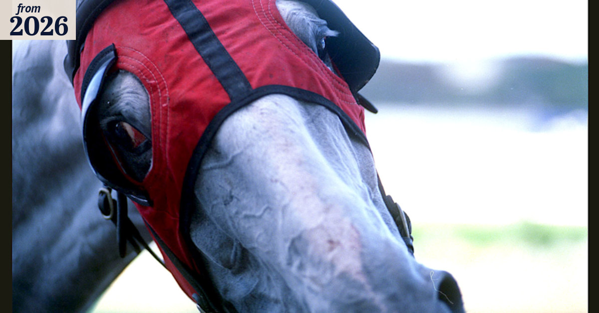 Race-by-race preview and tips for Friday meeting at Ballina