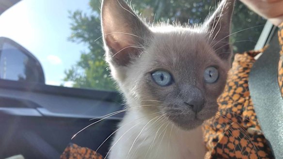 Illegal kittens from a car boot: How an animal cruelty peddler stays in ...