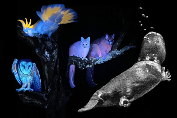Glowing platypus and photoluminescent animals