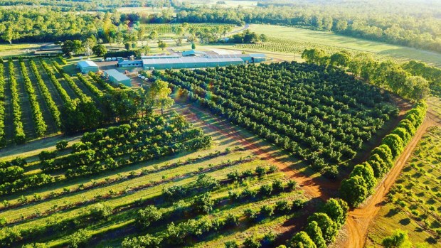 Simpsons Farms sinks into red as avocado glut hits country’s biggest grower