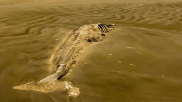 'Sad yet beautiful' encounter at New Zealand whale graveyard