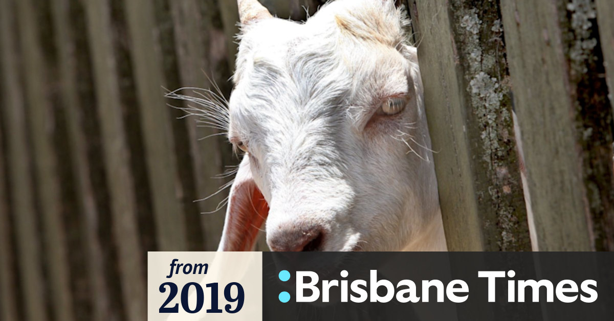 Woman injured in goat 'incident' in central Queensland