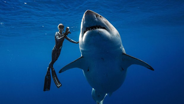 Divers capture first-ever underwater vision of an adult Great White in ...