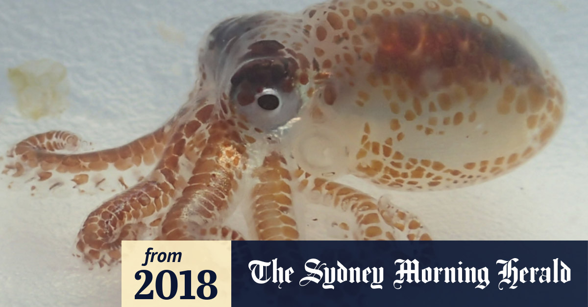 Scientists find tiny baby octopus floating on Hawaii trash