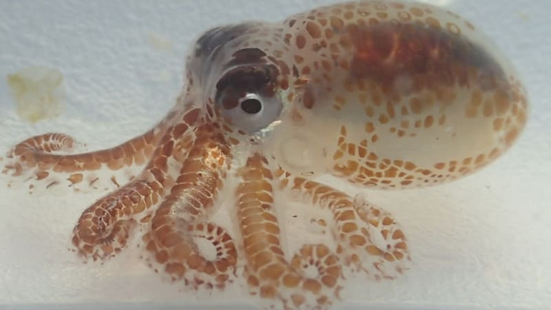 Scientists find tiny baby octopus floating on Hawaii trash
