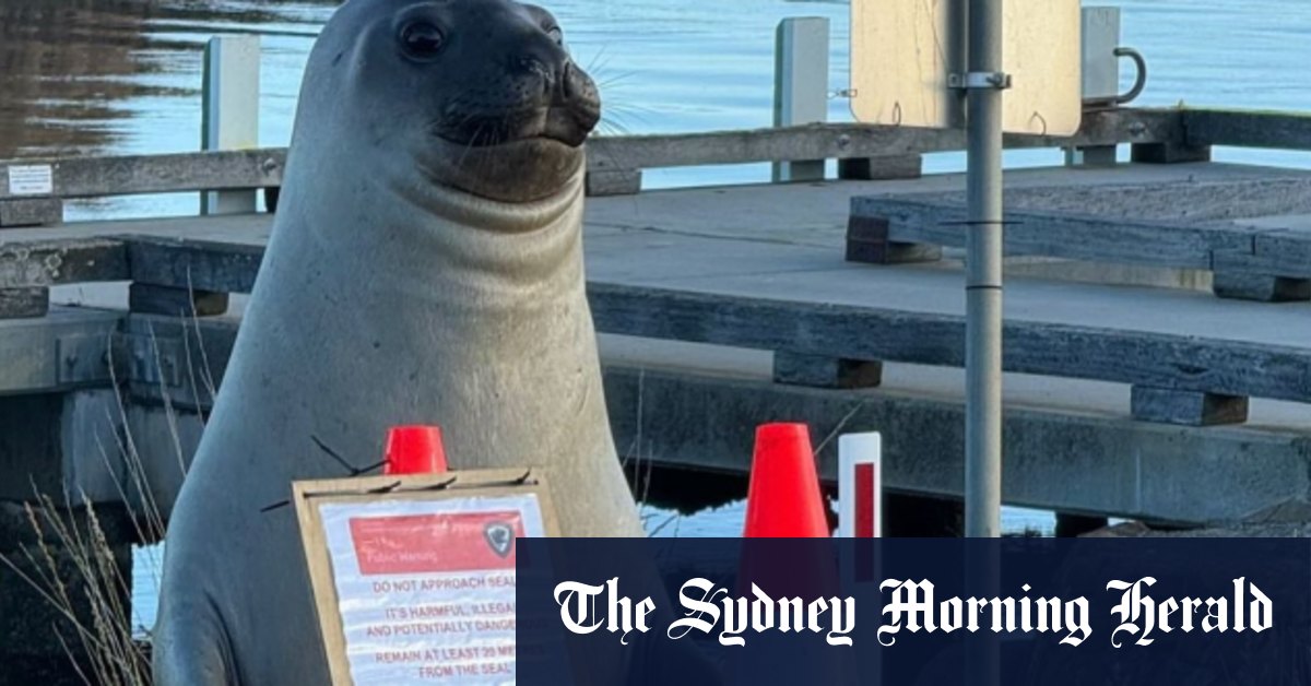 Neil the Seal comes to Tasmania again and is in danger of being loved ...