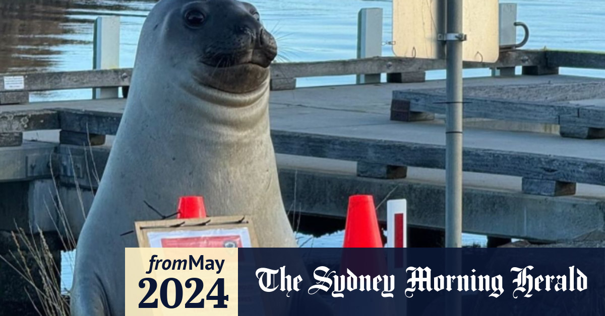 Neil the Seal comes to Tasmania again and is in danger of being loved ...
