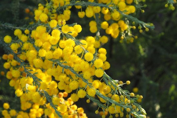 Wattle, a little ray of winter sunshine