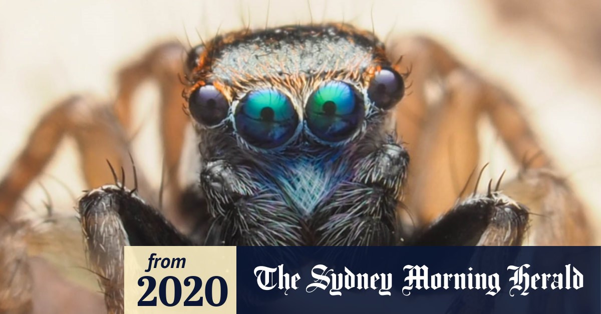 Welcome to the fang club: new spider species found in backyard