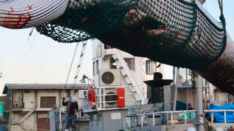 Japan resumes commercial whaling for the first time in three decades