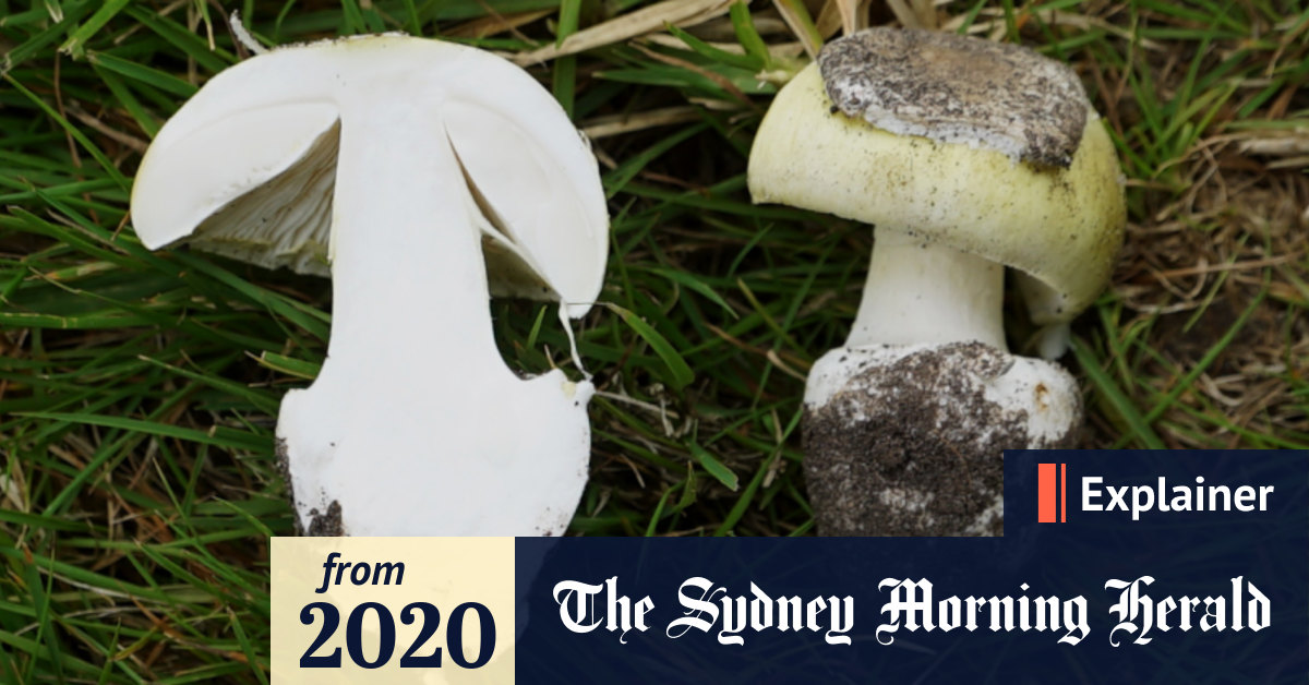 Wild mushroom season has hit Australia, but beware of the death cap ...