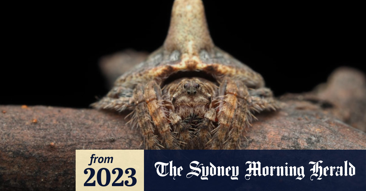 New spiders discovered by Museums Victoria Research Institute team in ...