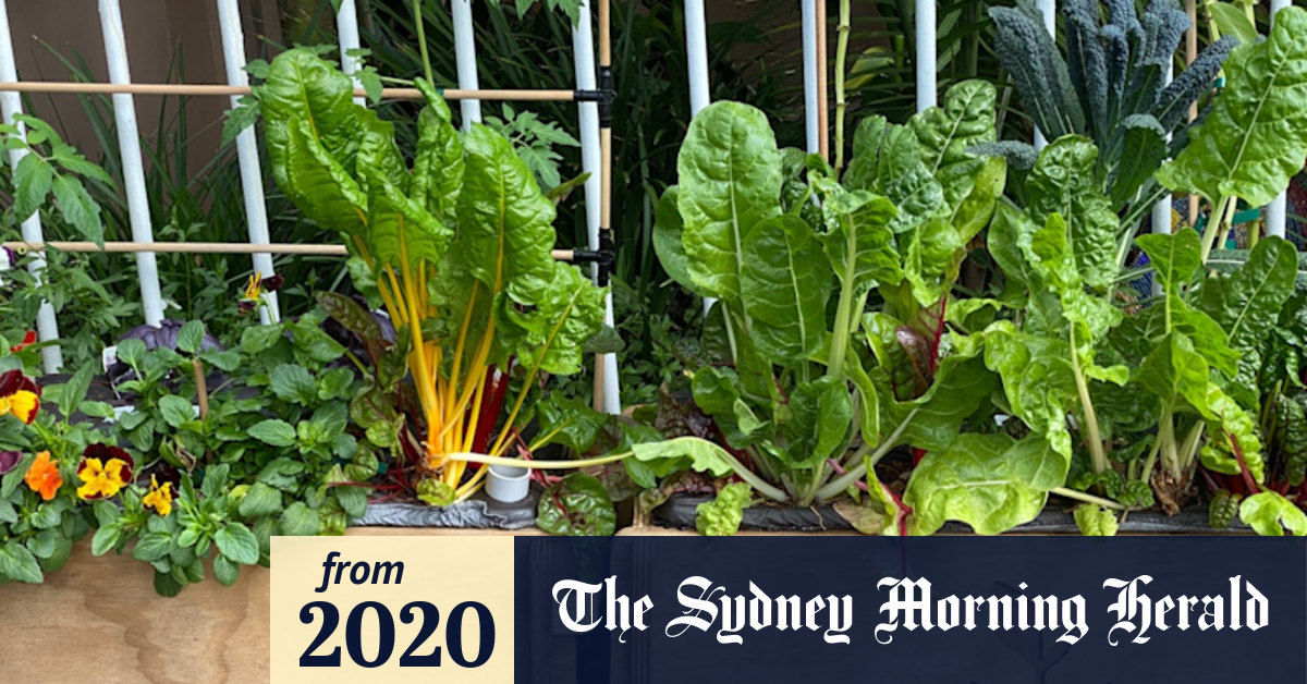 How to grow greens with a touch of African colour