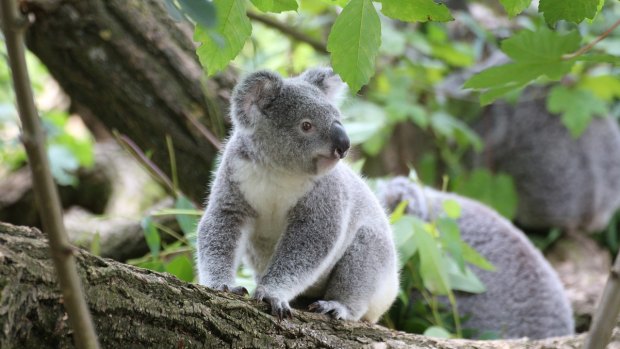 Poo transplant allows koalas to stomach bitter pill of habitat loss