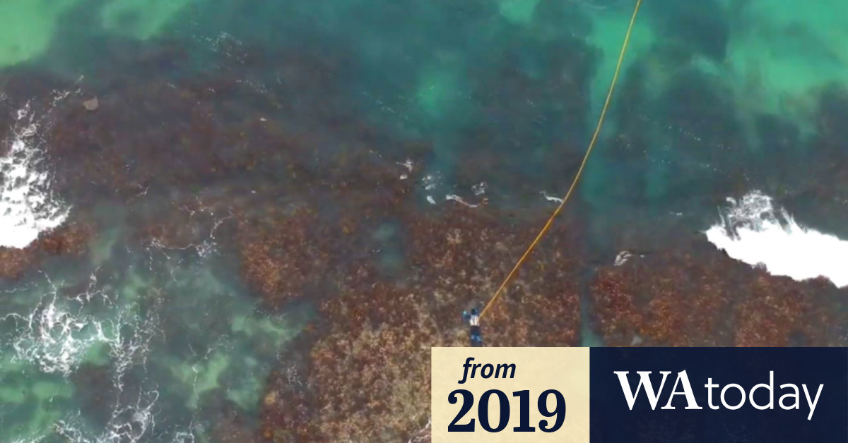 Marina plan will 'smash the jewel in the crown' of WA's abalone reefs ...