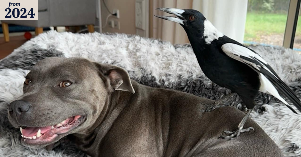 ‘We made an error’: Wrong call puts Molly the magpie’s future in doubt