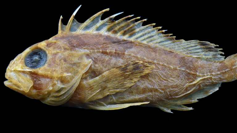 Researchers discover 'switchblade' lurking in faces of stonefish