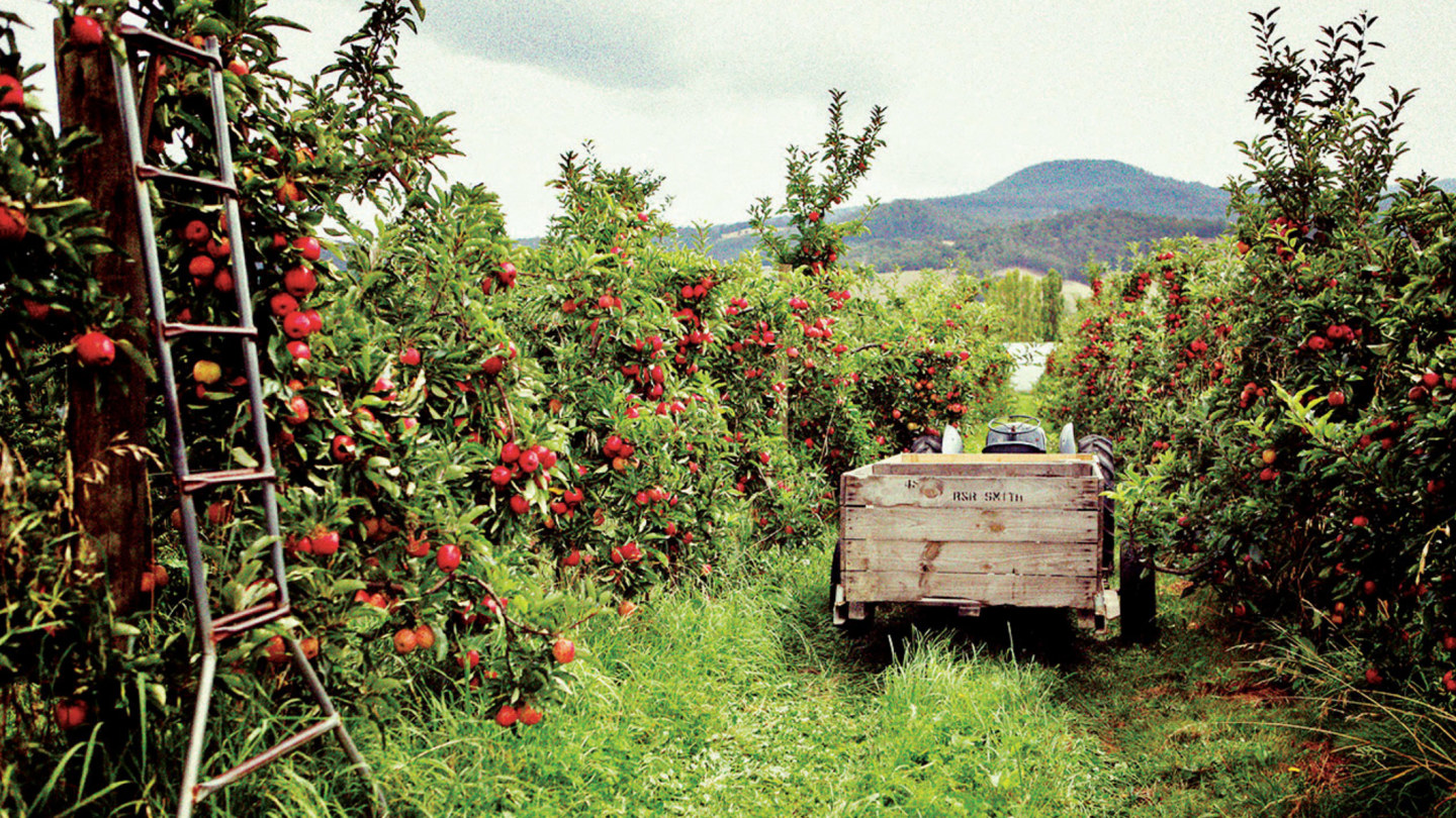 Willie Smith's are the Tasmanian ciders destined to become the Apple of ...