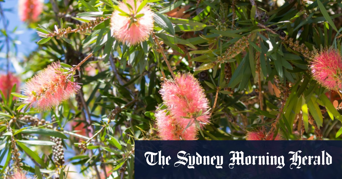 Why the bottlebrush or callistemon thrives in wet and dry climates