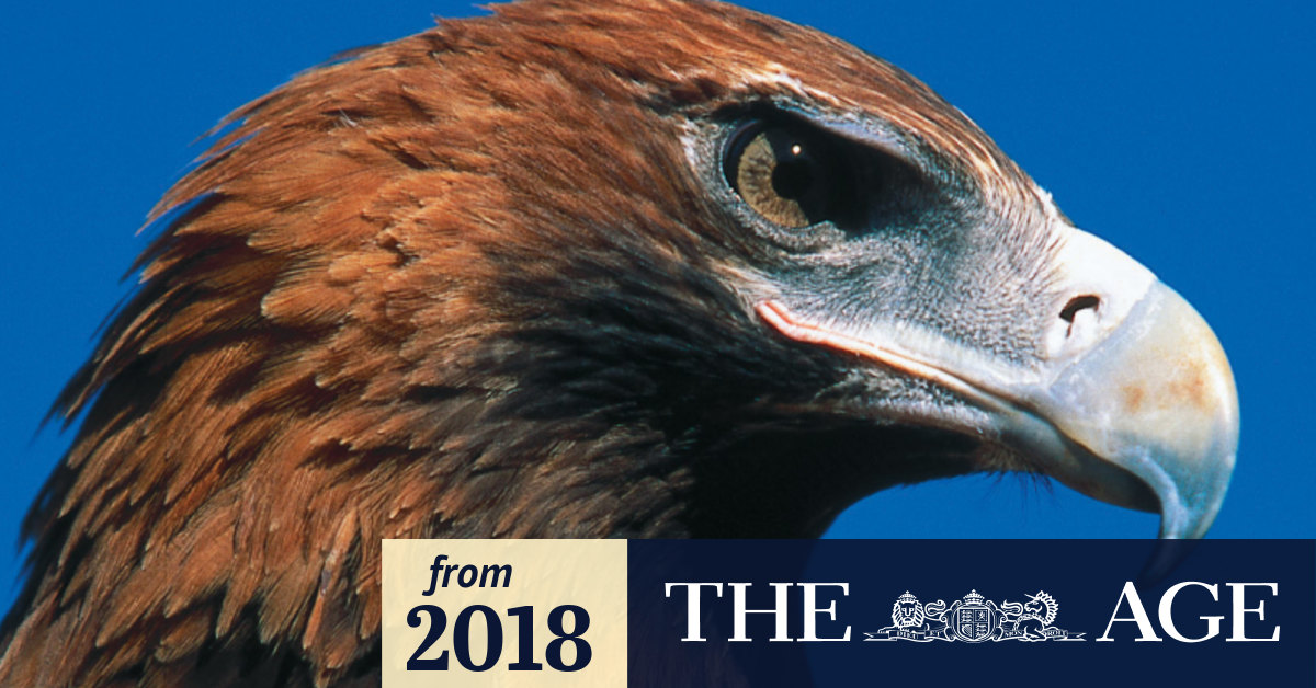 Eagle shock: Scores of wedge-tailed eagles found dead in East Gippsland