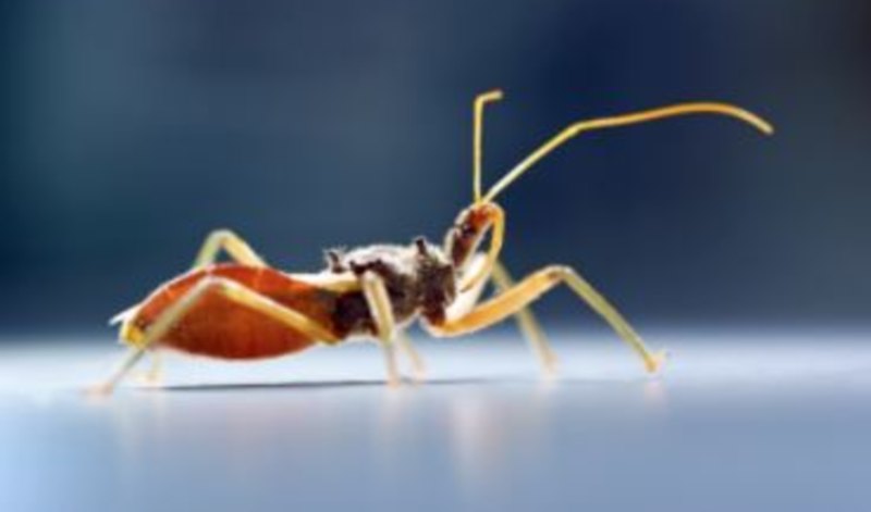 Assassin bug: Its venom liquefies prey but could be used as a medical ...