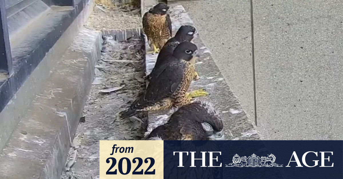 Collins Street falcon chick dies days after taking wing