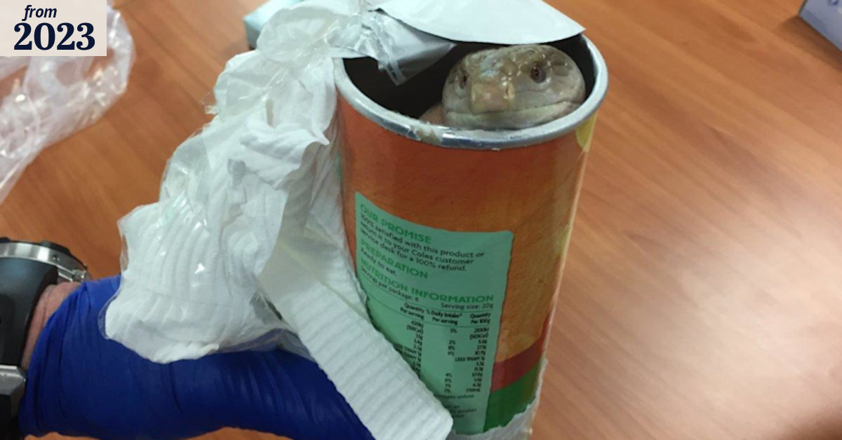 Australian wildlife trafficking: New technology used to stop lucrative ...