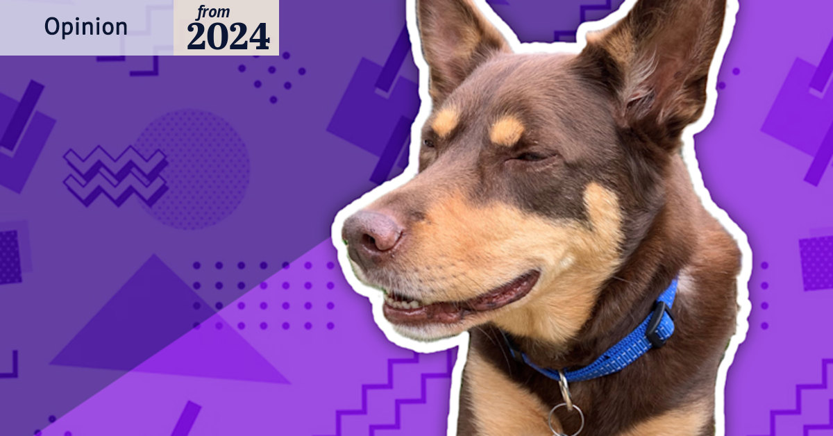Ten things that man’s best friend could do better