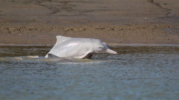 Elusive Australian dolphin species creep closer to endangered status