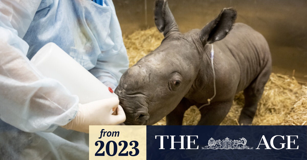 ‘Precious’ baby rhino born a week ago at Werribee Zoo dies