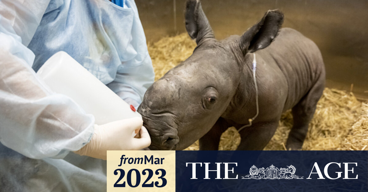 ‘Precious’ baby rhino born a week ago at Werribee Zoo dies