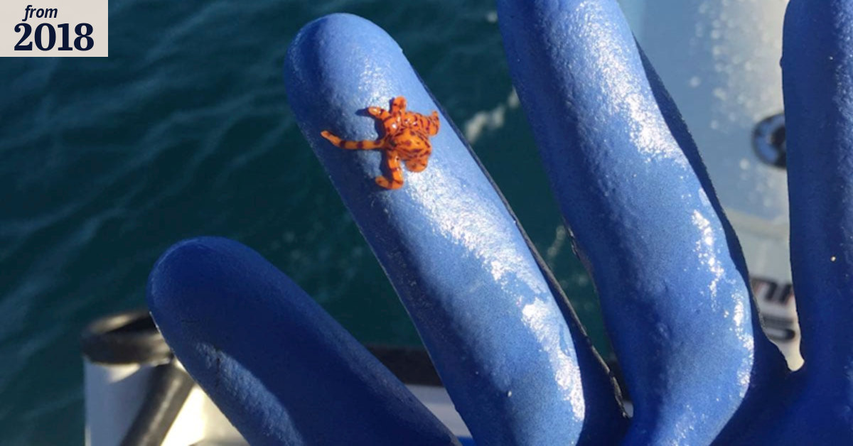blue ringed octopus bite
