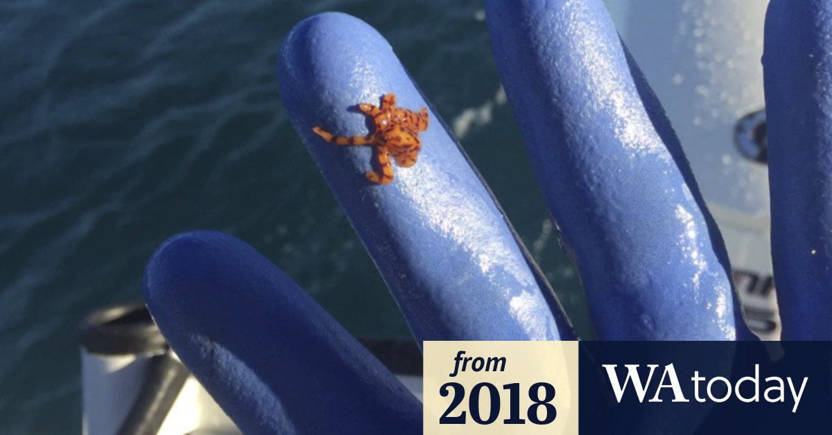 Another man sent to hospital after blue-ringed octopus bite on Perth coast