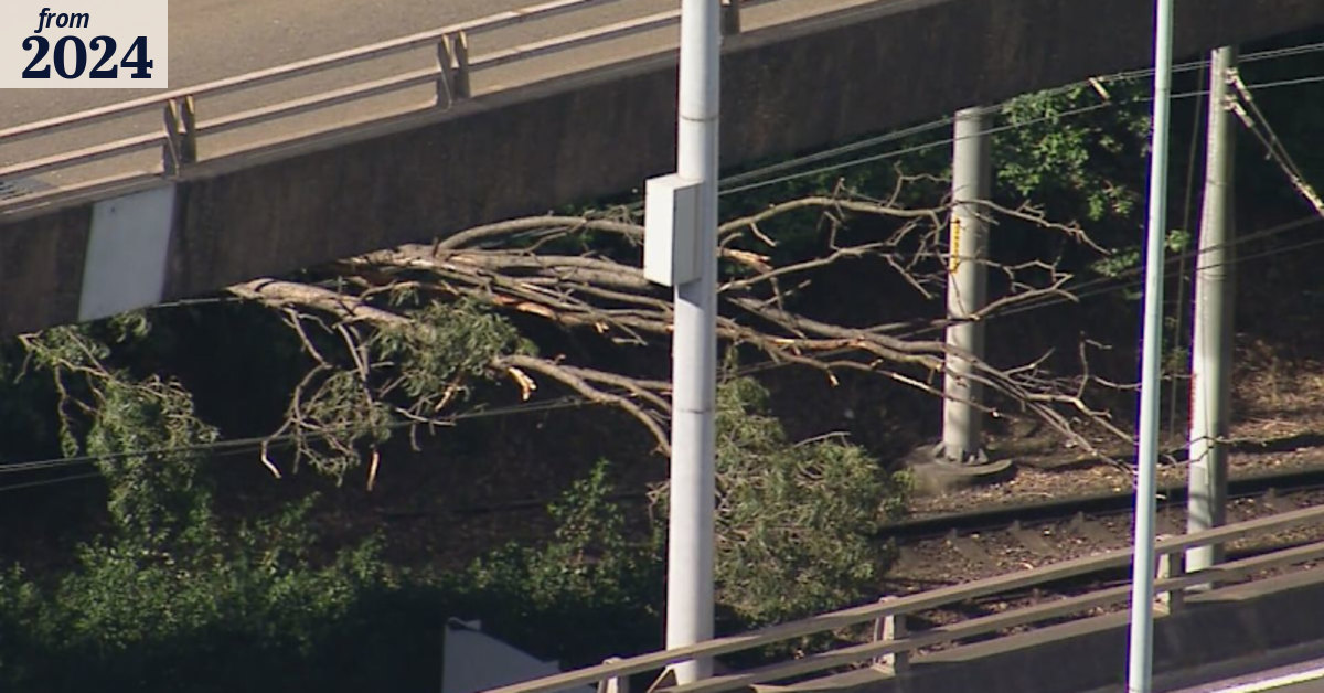 Sydney weather: Light rail knocked out by fallen tree