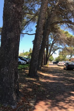Dying trees at Subi college building site spark fears for Gallipoli ...