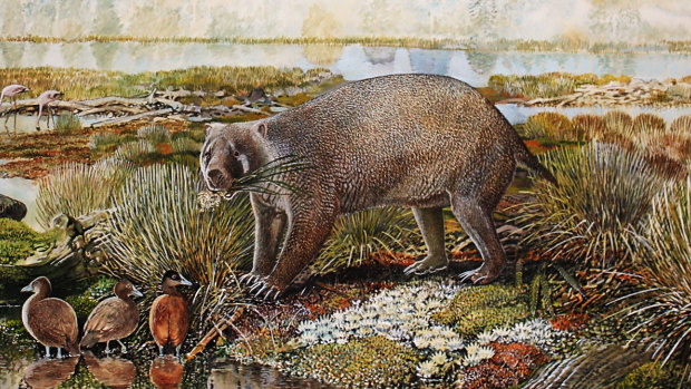 The 'giant wombat' fossil that had to be discovered twice