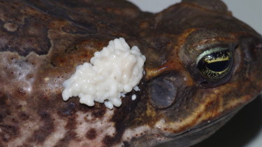 Cane toads 'reluctant warriors' that use poison as last resort