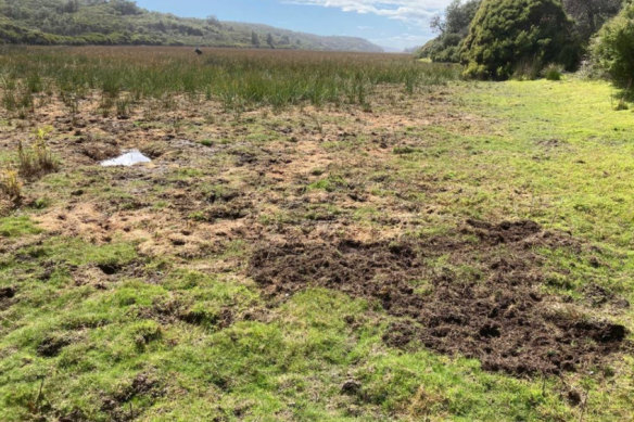 Feral species move on unburnt ‘refuges’ after fires