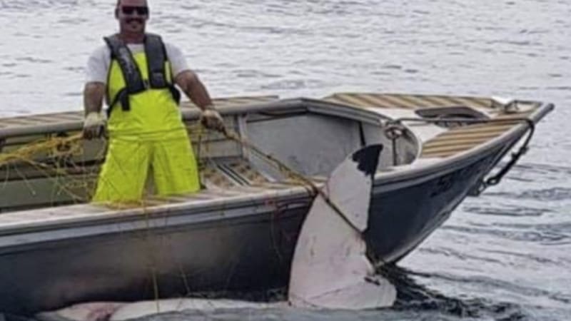 Maroubra Beach: Shark net snags 4.65 metre great white