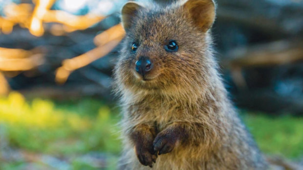 They fight like little furry ninjas': The secret lives of quokkas ...