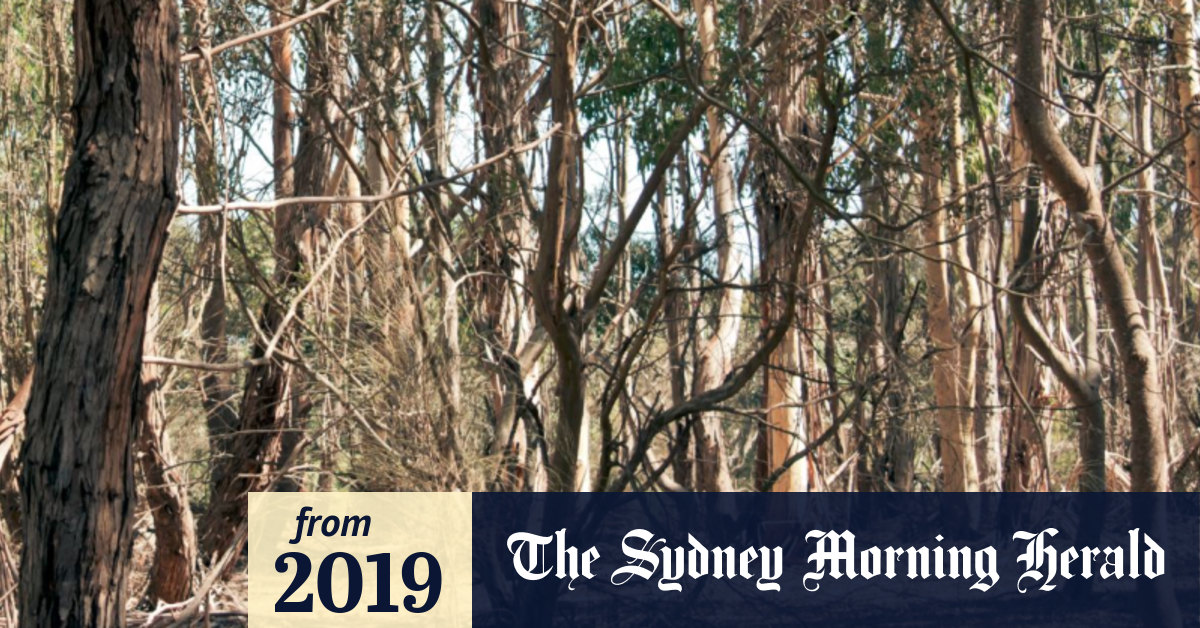 Gum trees and the fight against global warming